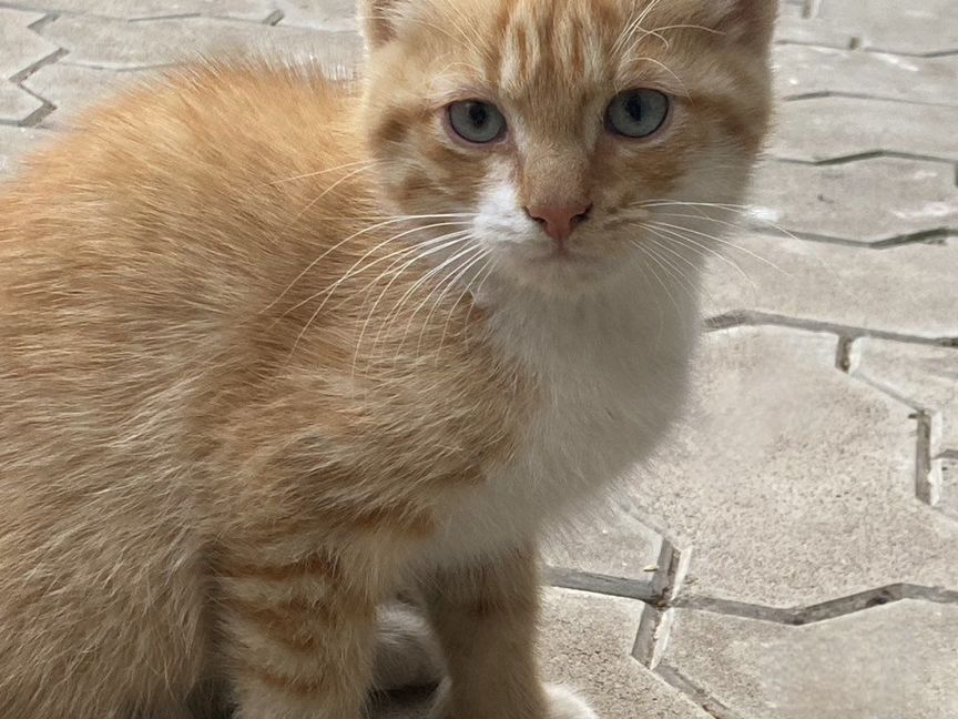 Рыжий котенок в добрые руки