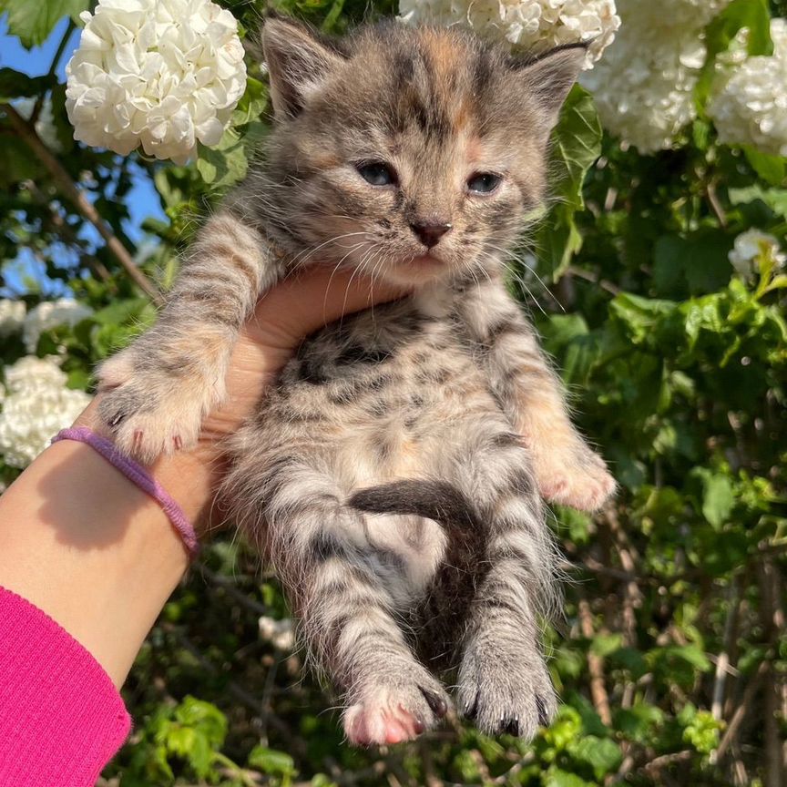 Котенок