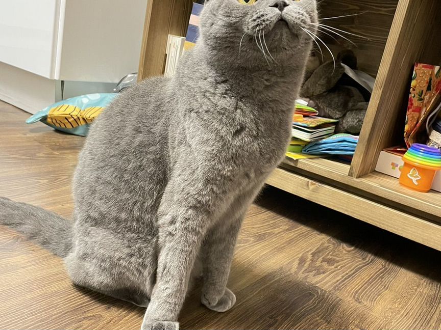 Кот Балу в добрые руки