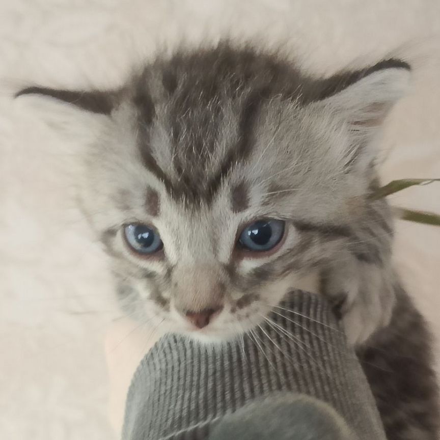 Котята в добрые руки бесплатно