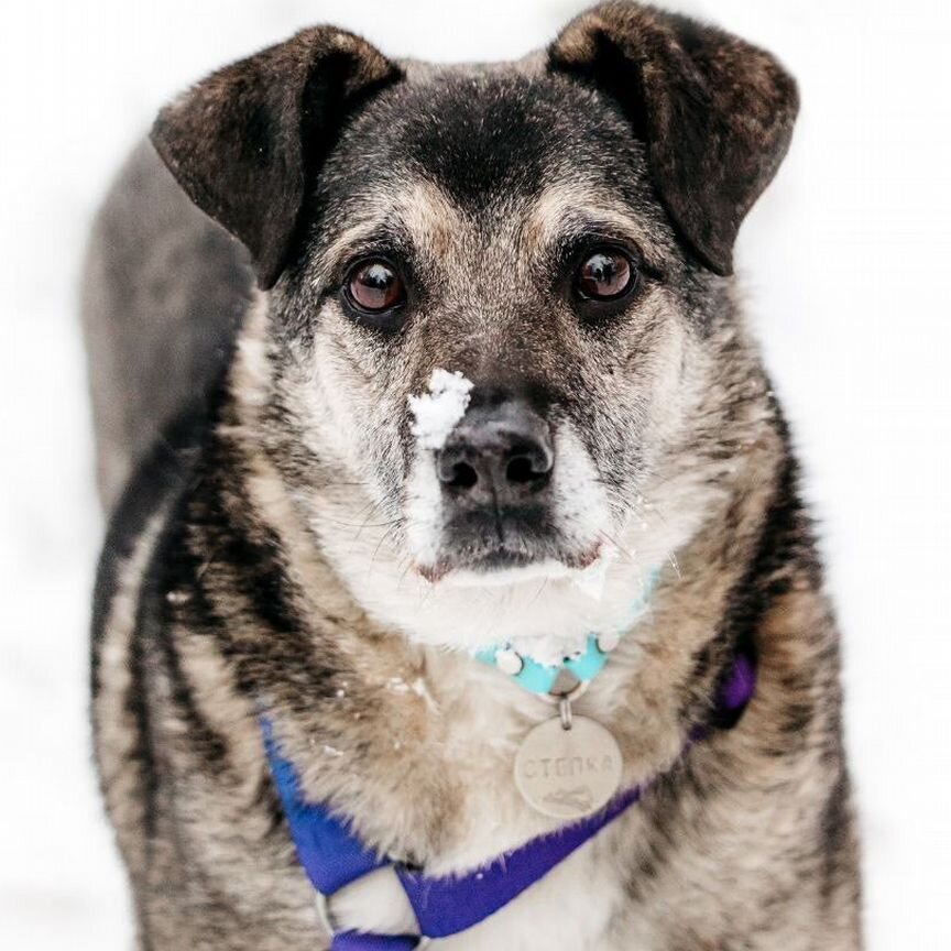 Взрослый пёс в добрые руки