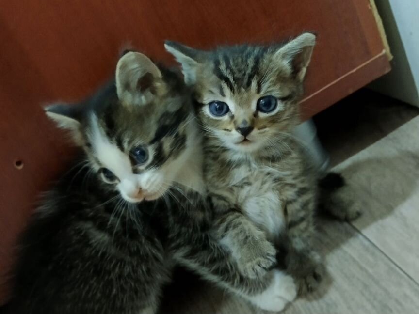 Кошка в дар