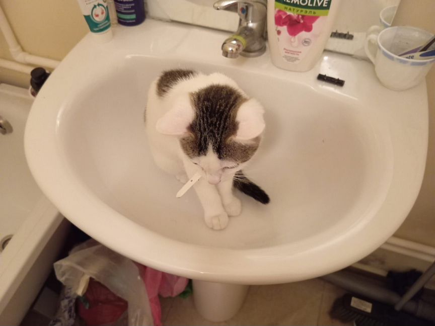 Котёнок