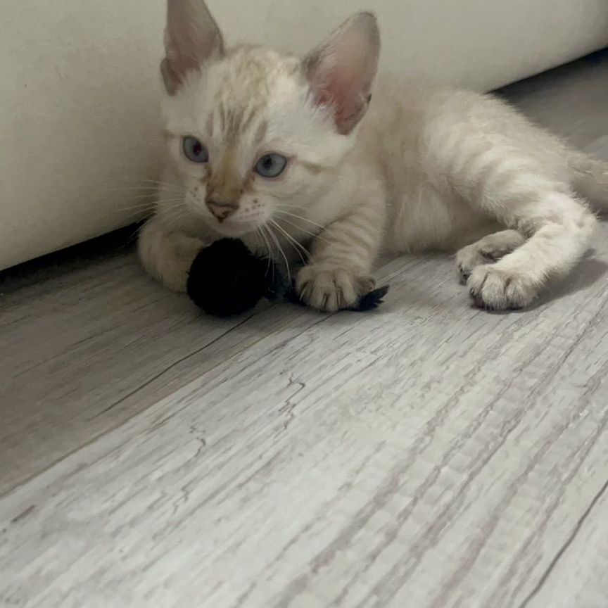 Бенгальские котята