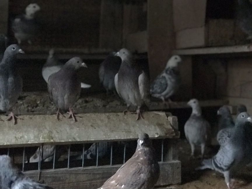 Голуби типлеры