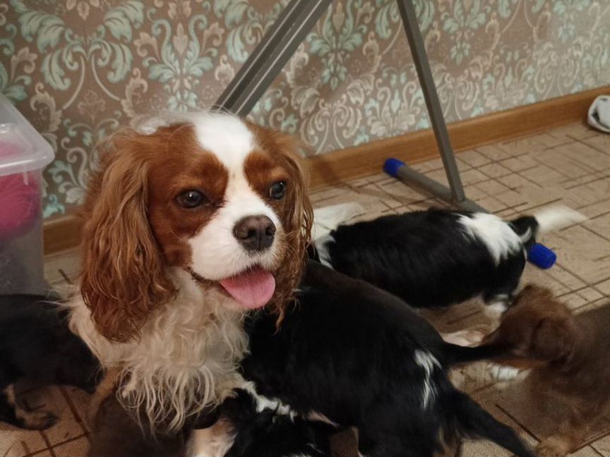 Сладкие малыши кавалеры