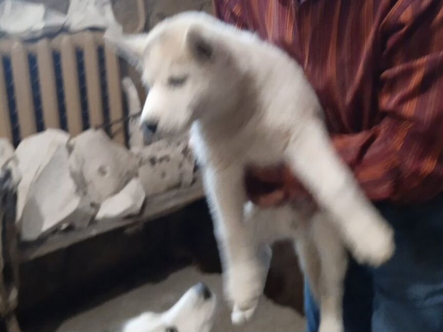 Продам щенка хаски