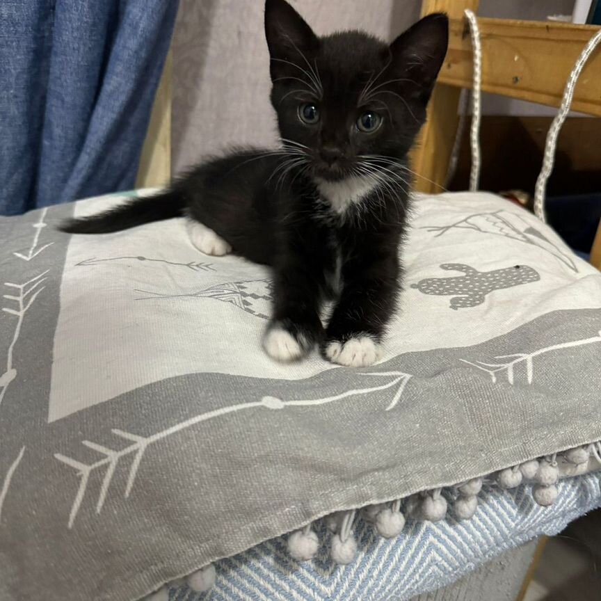 Котята в добрые руки приучены к лотку