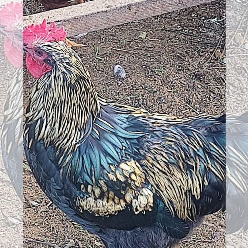 Продам петуха
