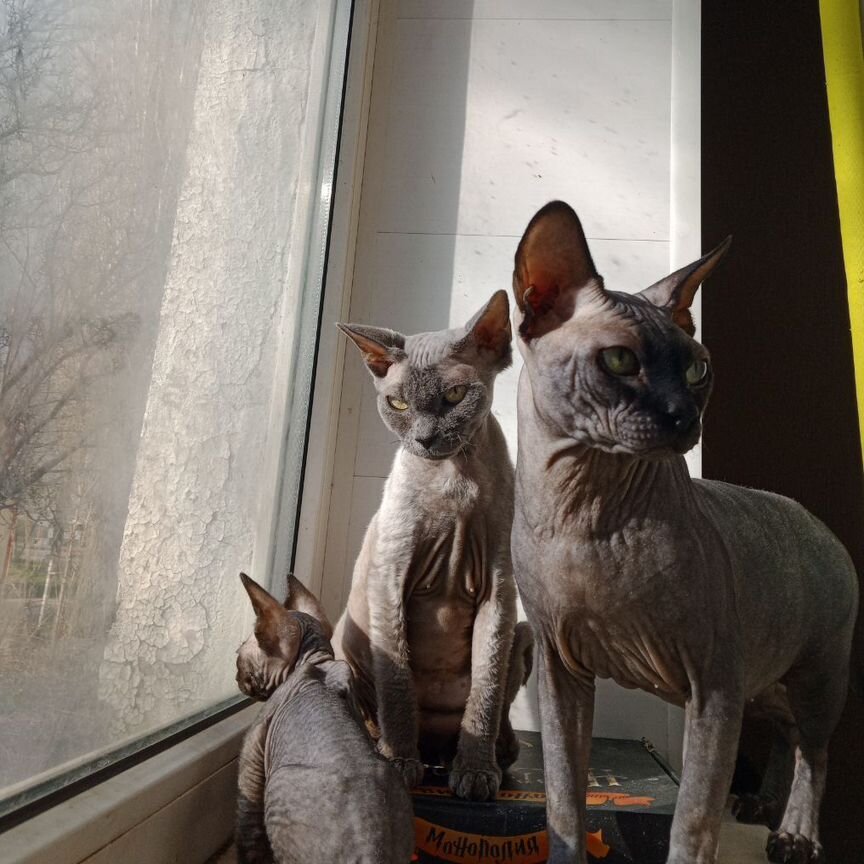 Канадский сфинкс котёнок