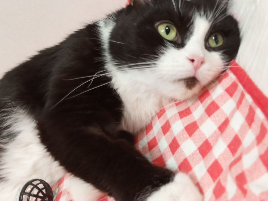 Ласковый Василий очень хочет в семью