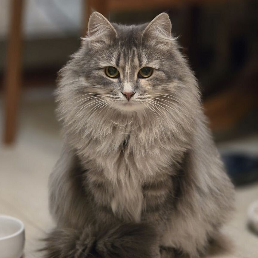 Взрослая, Девочка кошка в добрые руки