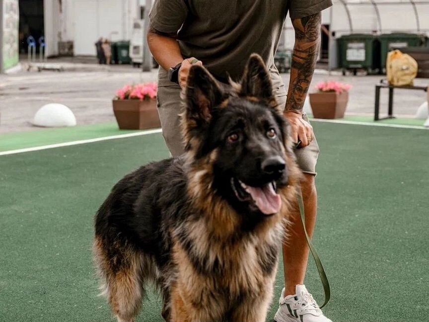 Немецкая овчарка Рекс