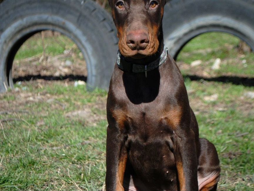 Щенок добермана