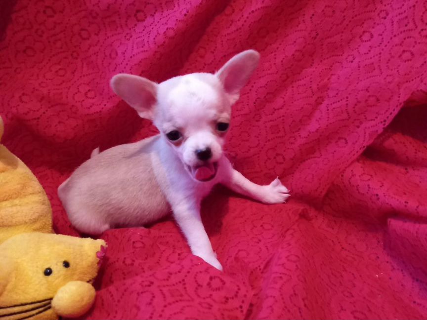 Щенок чихуахуа девочка