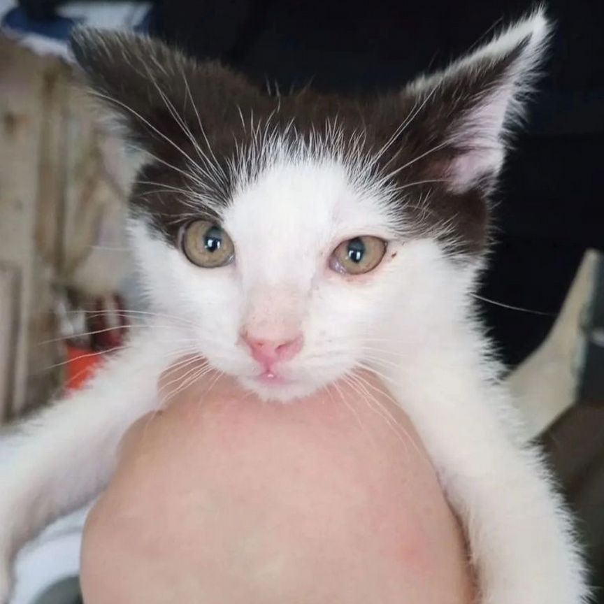 Котёнок в добрые руки