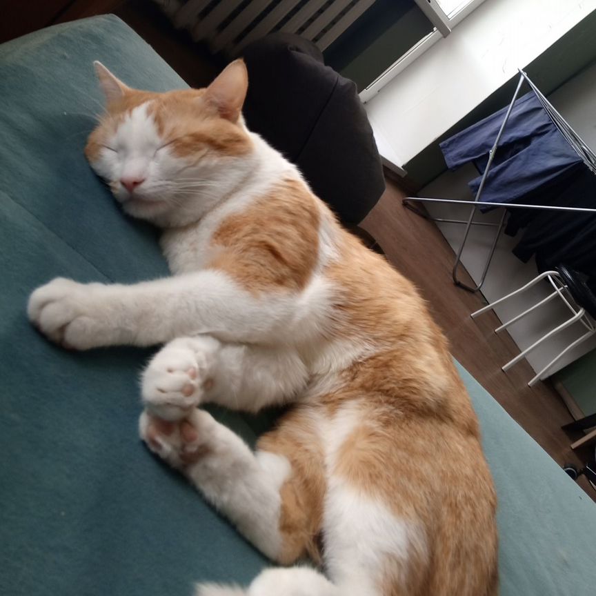 Взрослый кот, вязка