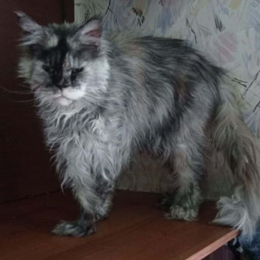 Отдам кошку Мейкун Полидакт