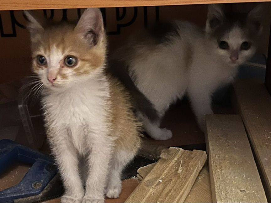 Котята в добрые руки