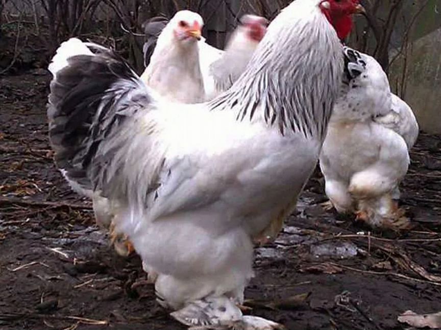 Инкубационное яйцо Брама