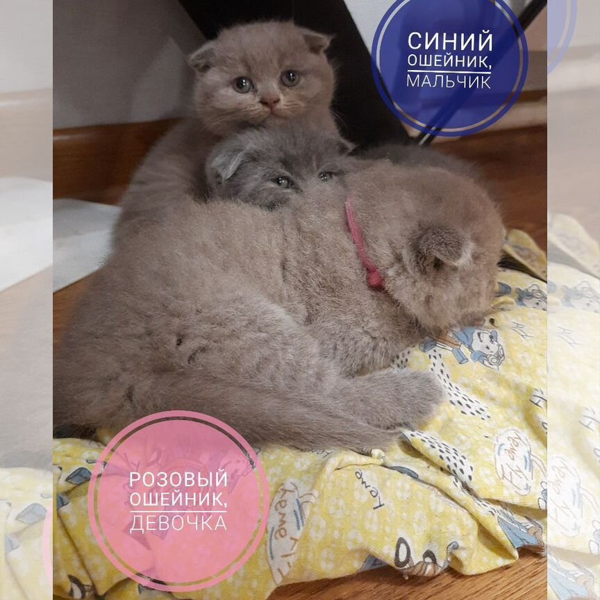 Шотландские вислоухие котята (фолд)