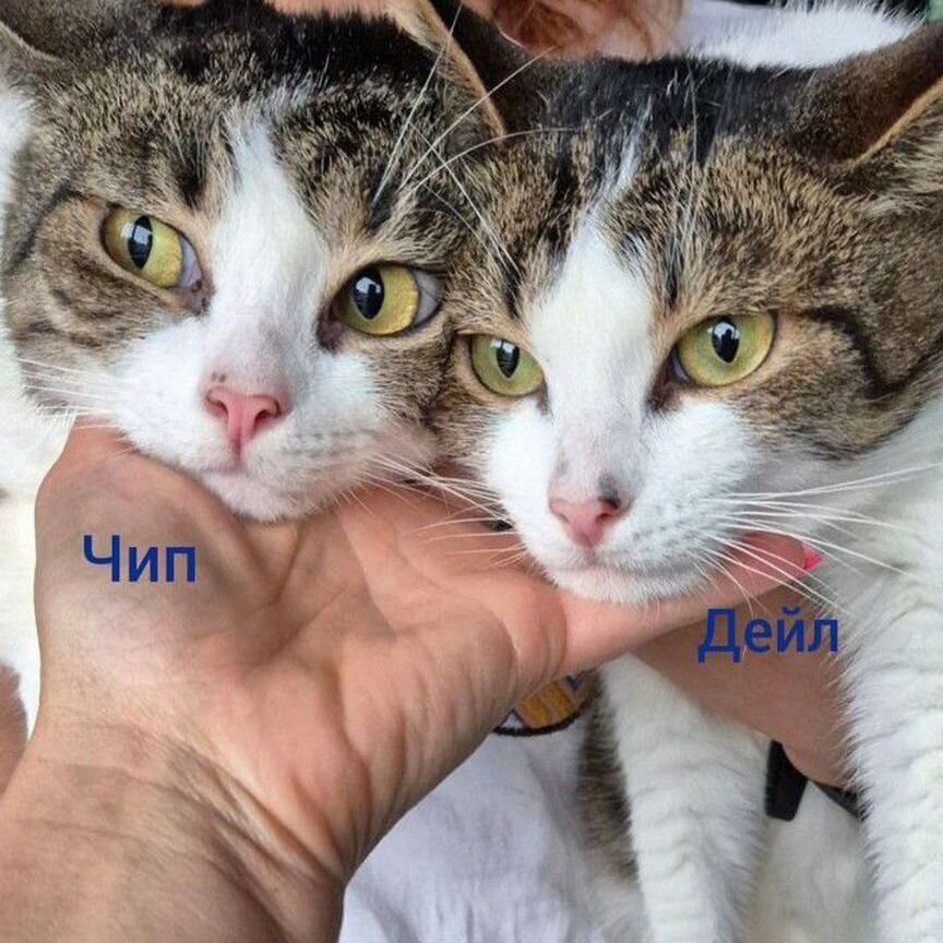 Котики Чип и Дейл ищут семью