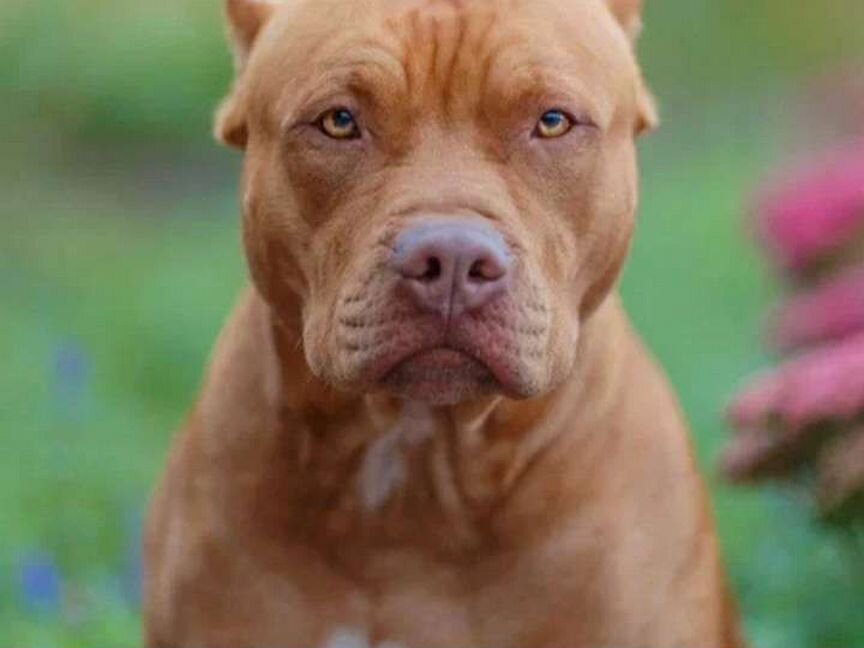 Продам Ам. питбультерьер щенки