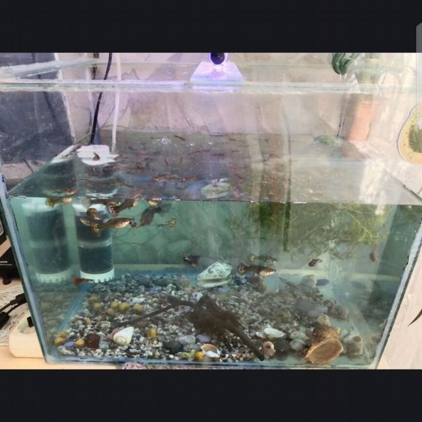 Аквариум с рыбками