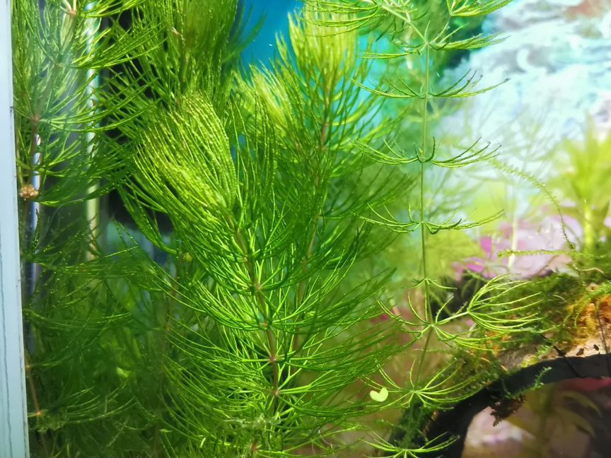 Роголистник элодея криптокарина для аквариума