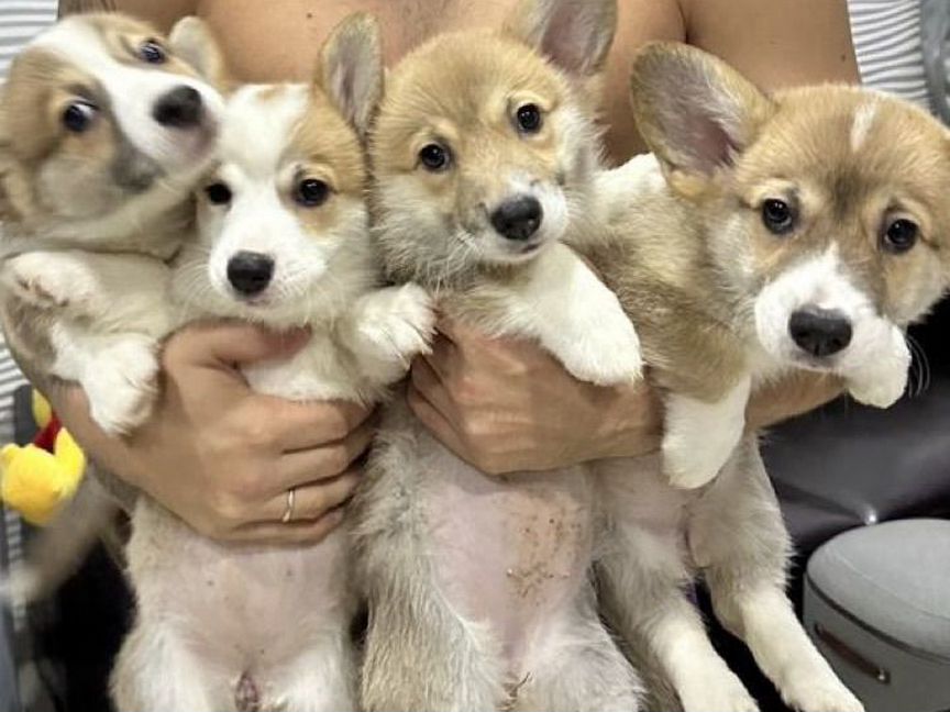 Собаки щенки корги