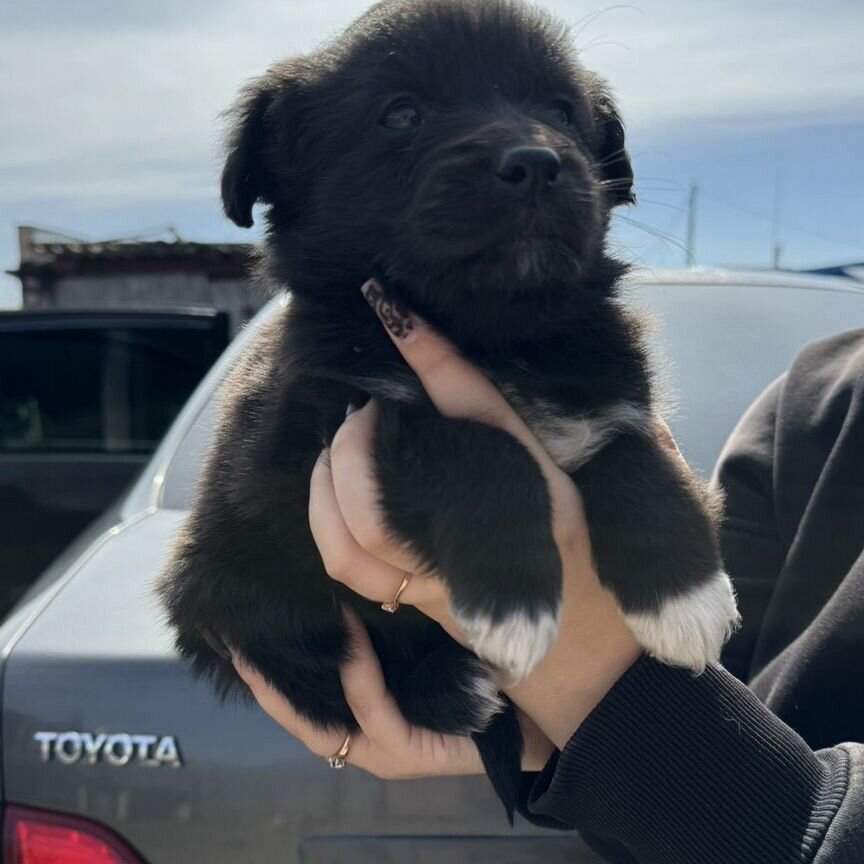 Щенок в добрые руки