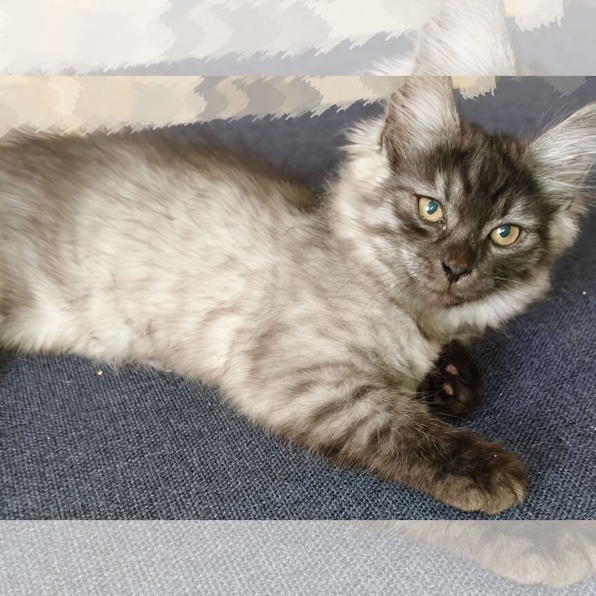 Шотландский вислоухий длинношёрстный котёнок