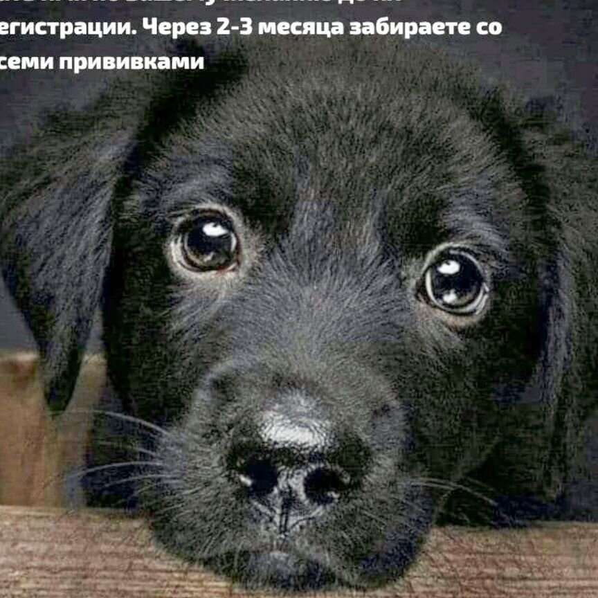 Щенки лабрадора черные