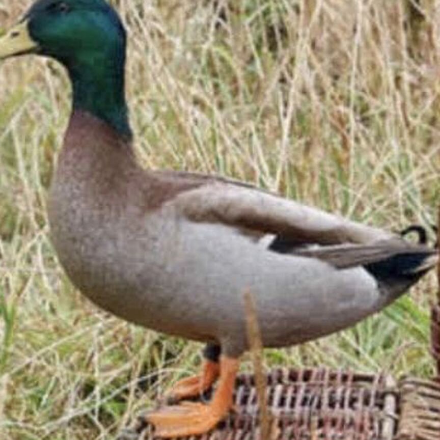 Селезень Чубарый