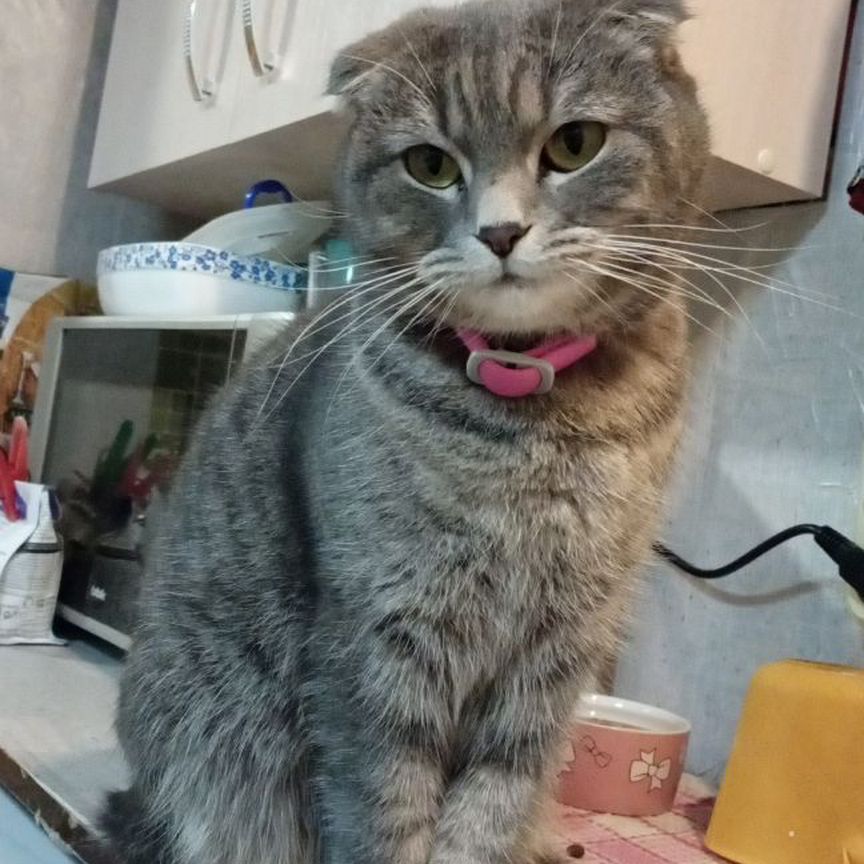 Животные в добрые руки бесплатно