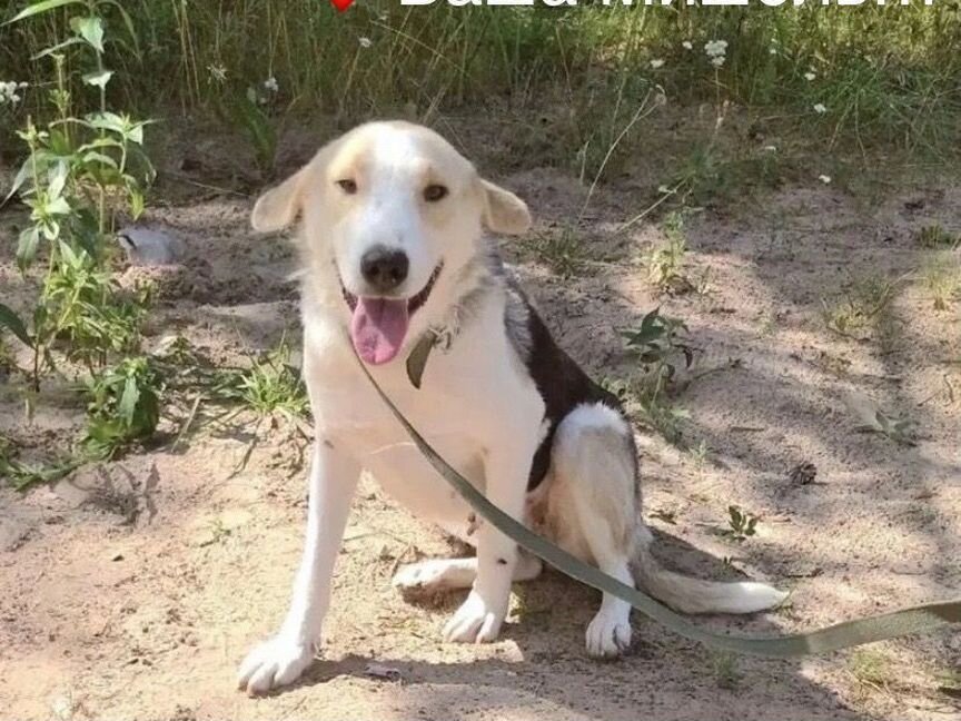 Собака в добрые руки