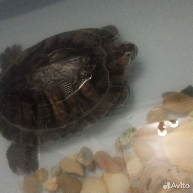 Красноухая черепаха Виталик, большая. 4 года