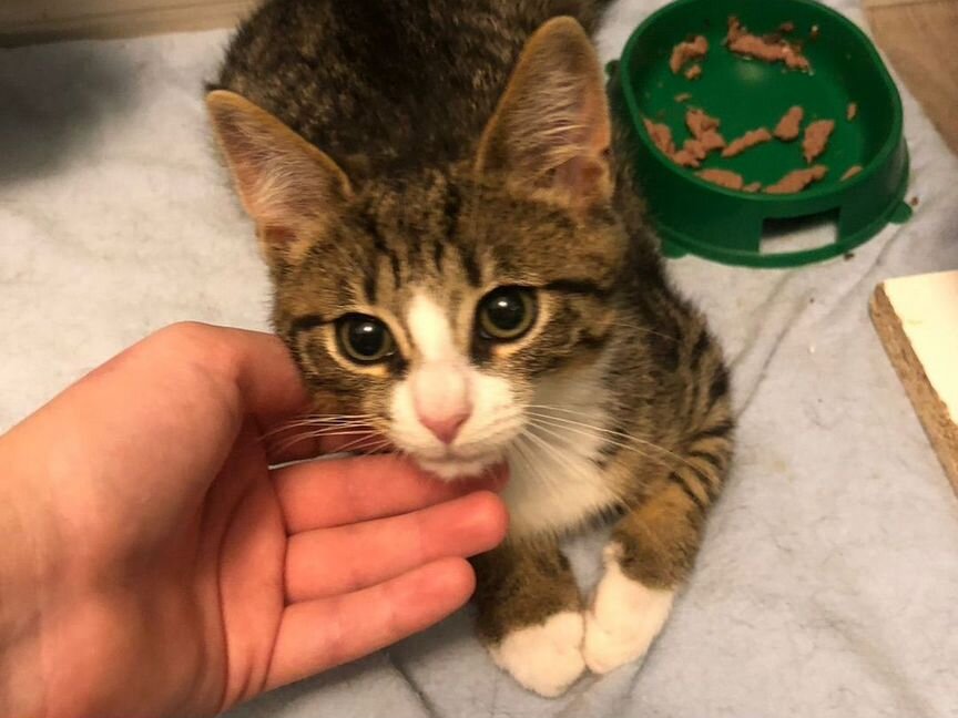 Котенок 2,5 месяца