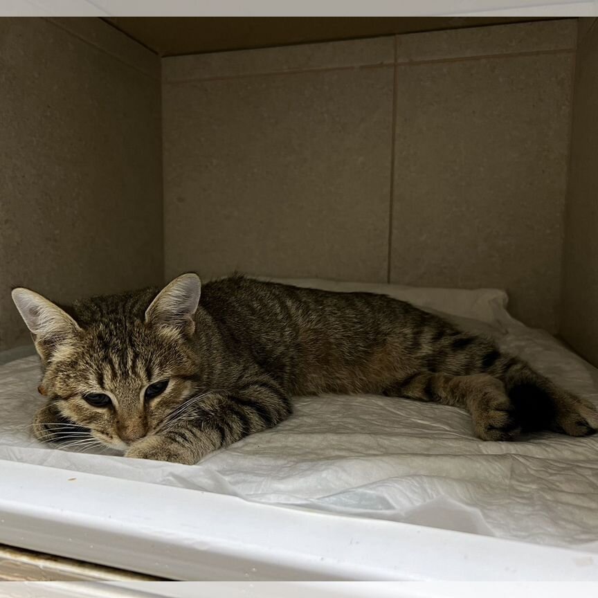 Ищу дом маленькому котику