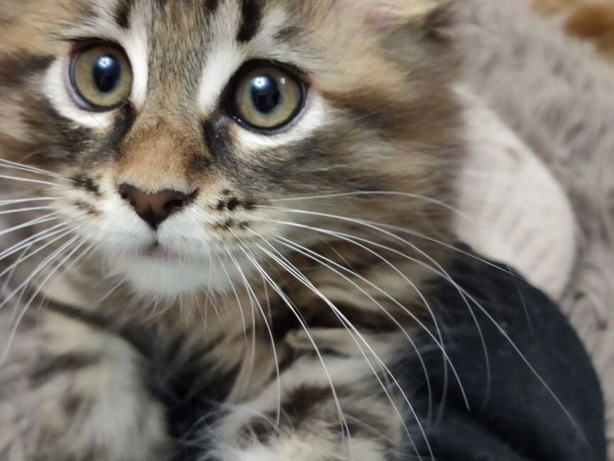 Котенок девочка породы Мейн-кун 5500