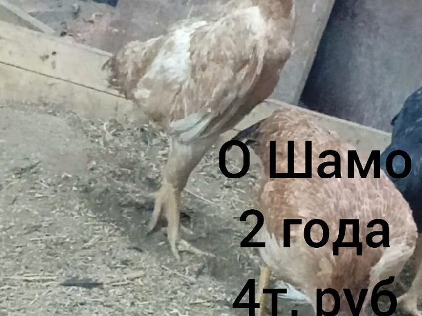 Бойцовая птица