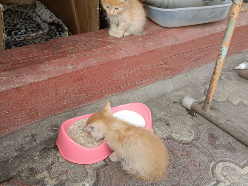 Котята в добрые руки