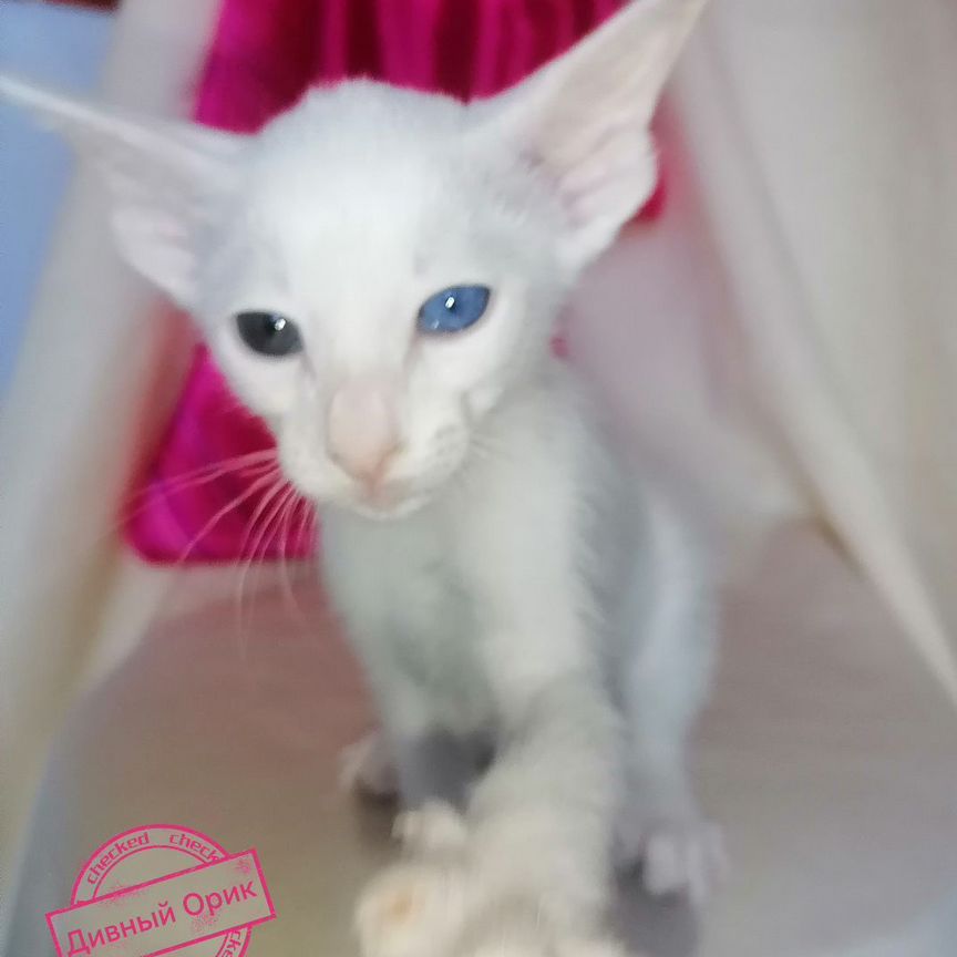 Ориентальные котята