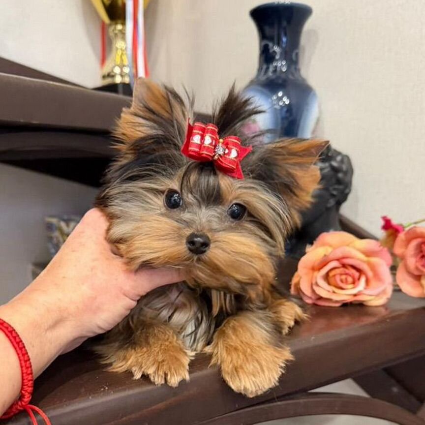 Йоркширский терьер, щенок