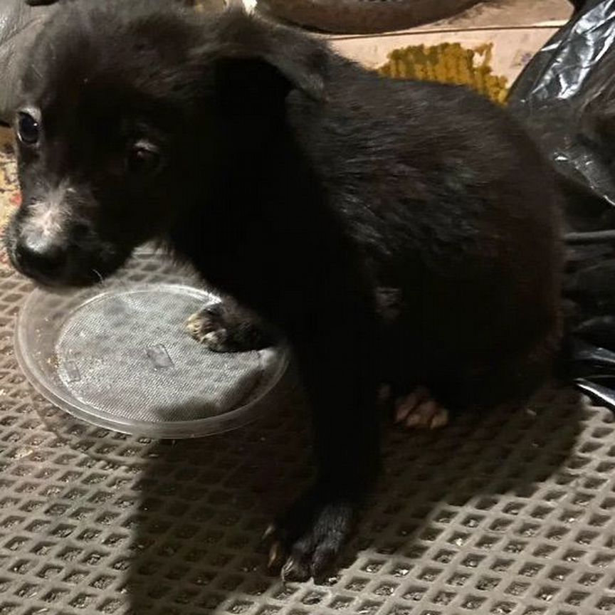 Щенок в добрые руки