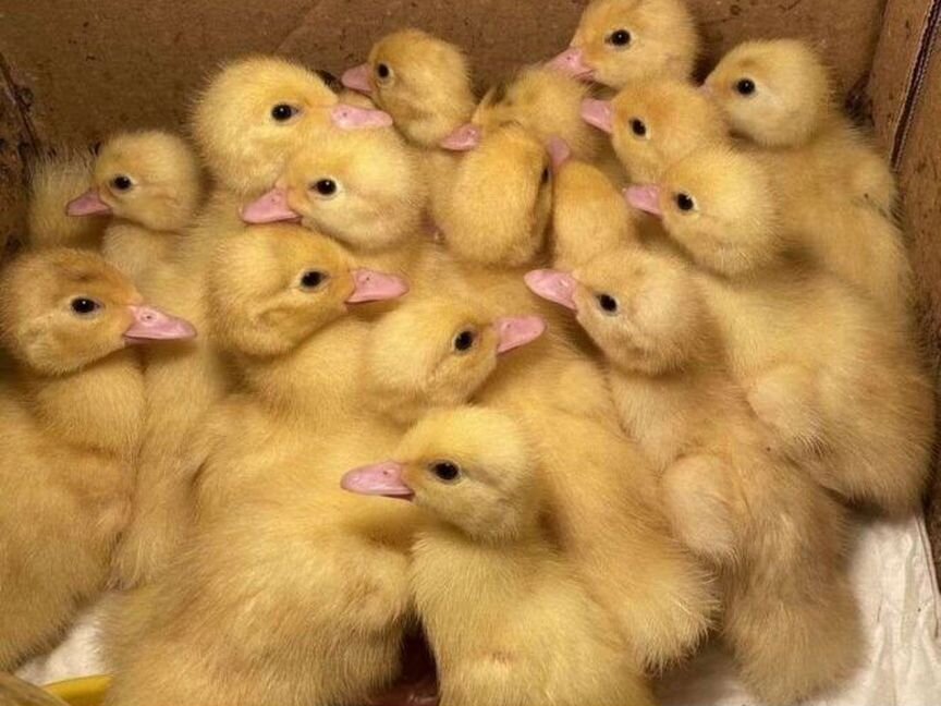 Индоутята тяжёлой французской линии белые