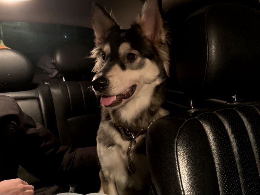 Собака дворняжка