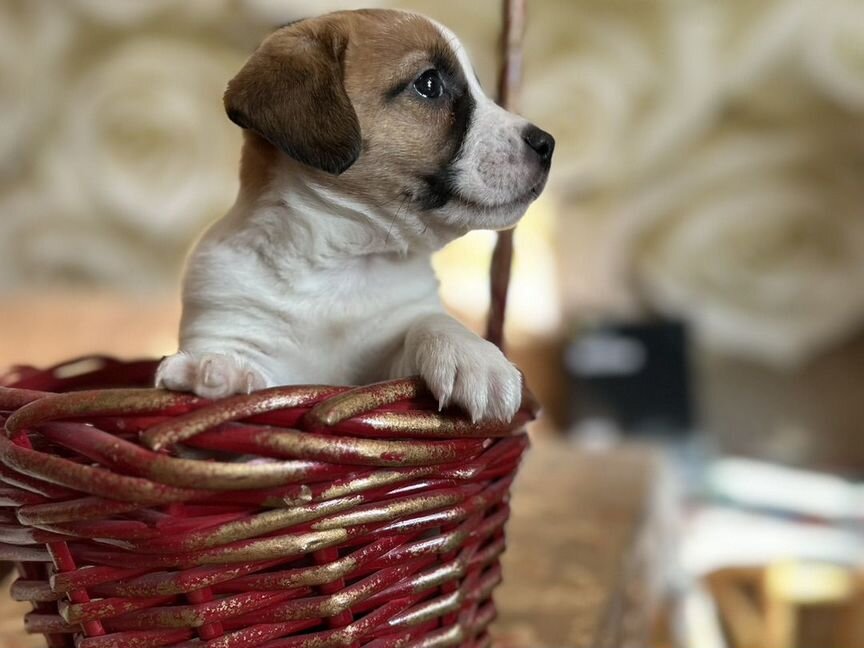 Шикарный алиментный щенок Джек рассел терьер