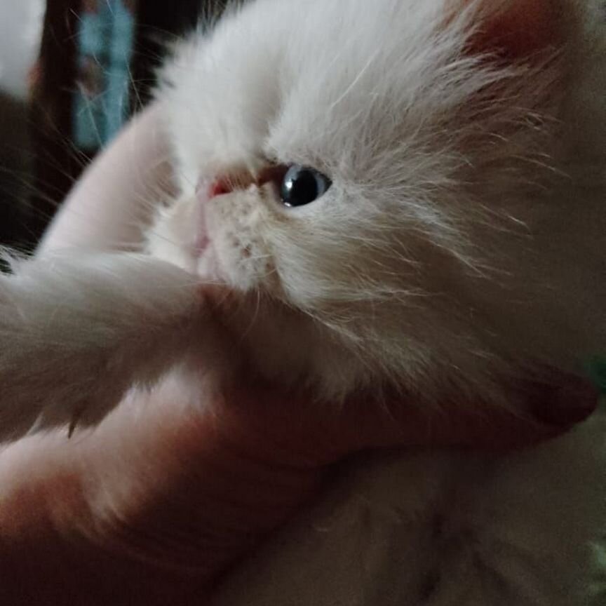 Экзотические котята