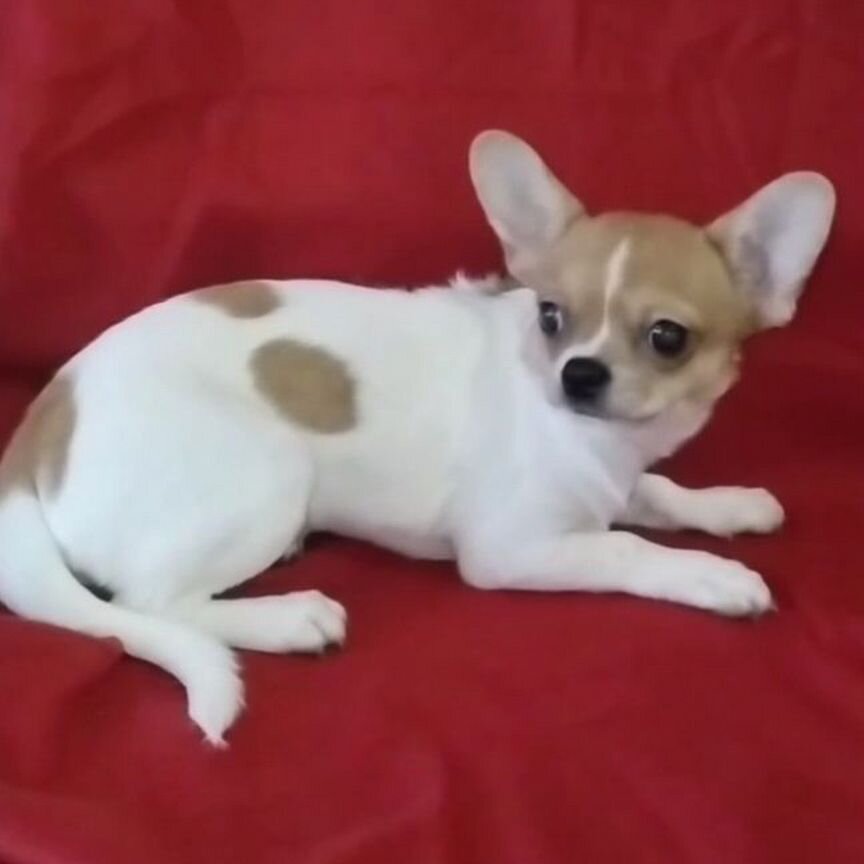 Чихуахуа, щенок